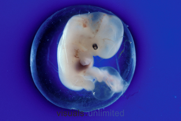 Embryology in the Qur’an | The Islam Papers